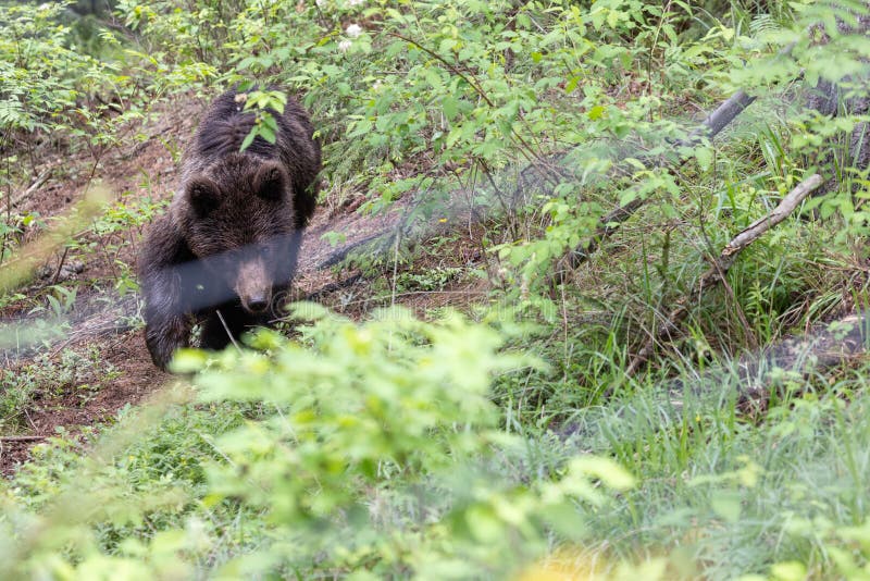Brown Bear in a Green Summer Forest Looking at the Camera Stock Image ...