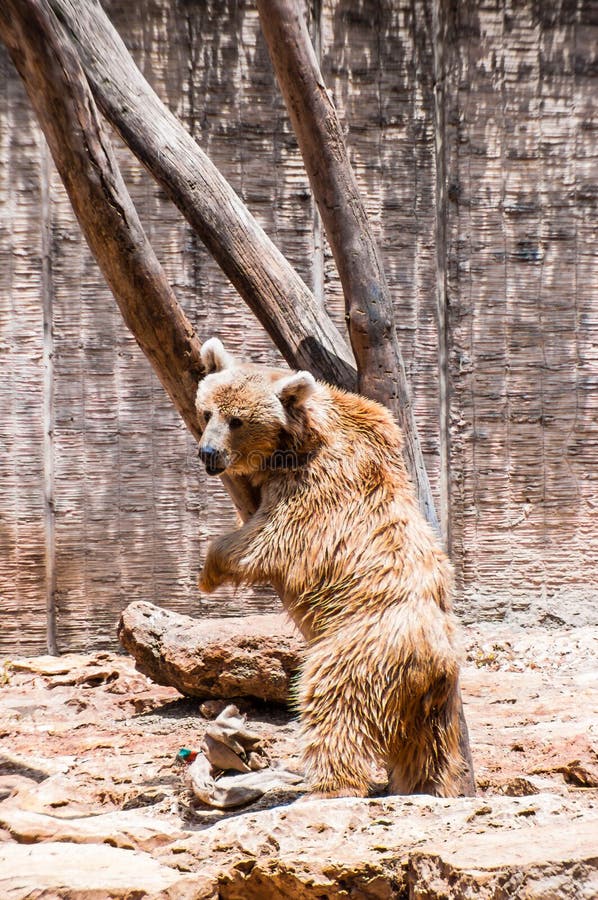 Brown Bear Standing on the Ground on Two Paws and Hugging the Tree ...
