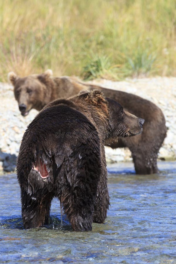 Brown Bear with Hind Injury from Fighting Stock Photo - Image of boars ...