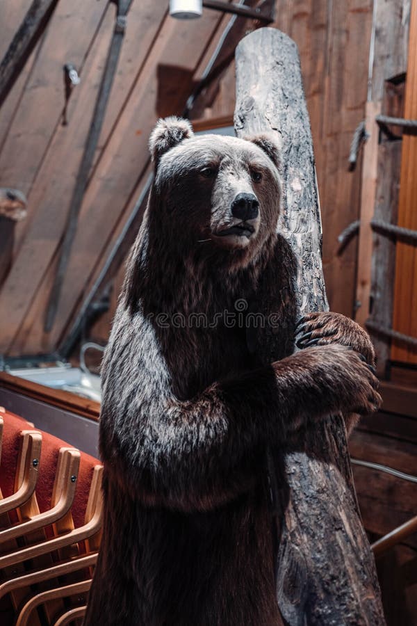 Brown Bear Holding a Log, Statue in the Arctic Museum in Tromso, Norway ...