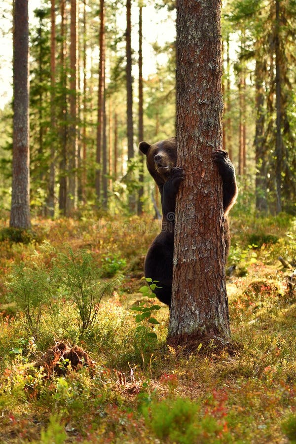 Bear hugging a tree stock image. Image of hungry, brown - 238819353