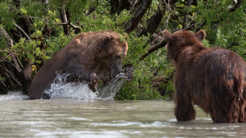 Brown Bear is Hunting a Fish in Front of a Cub Stock Photo - Image of ...