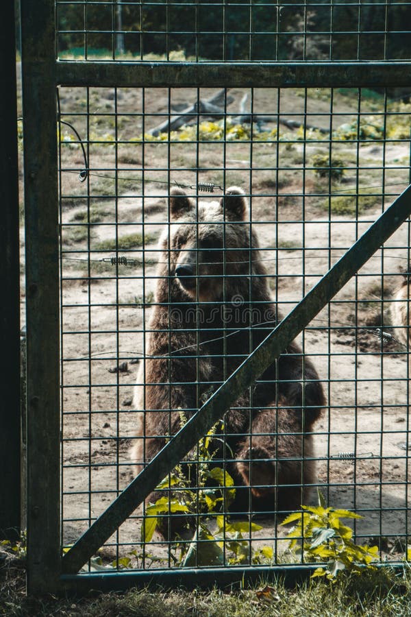 Brown Bear Inside the Cage in the Zoo Stock Image - Image of head ...