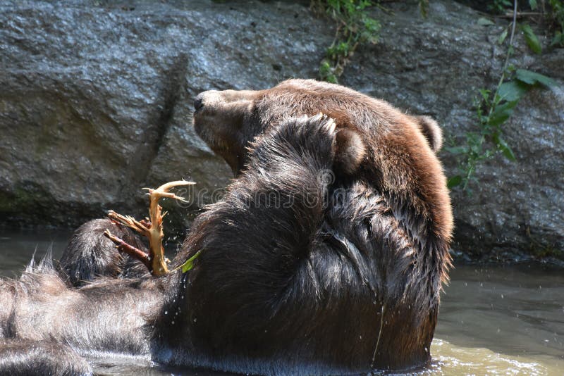 Brown Bear Floating on Its Back Holding a Branch Stock Image - Image of ...