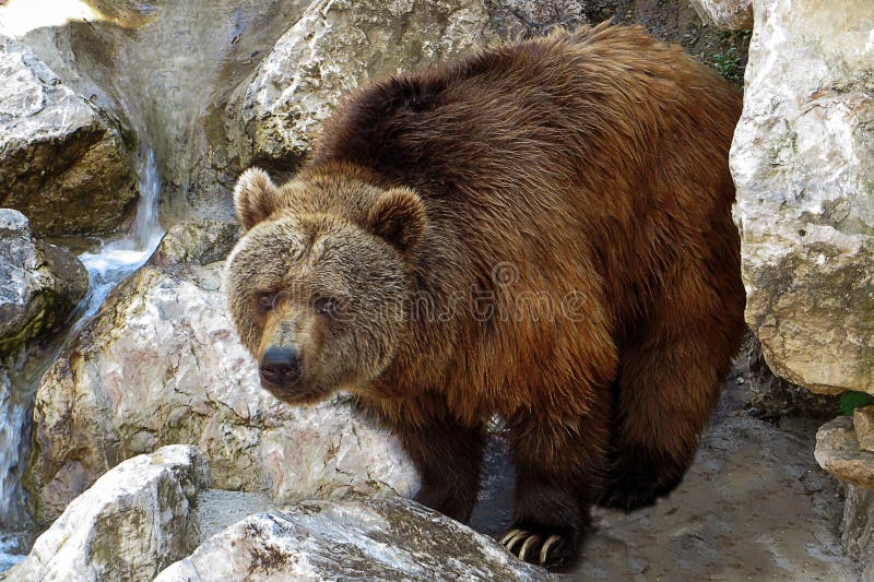 Brown bear stock image. Image of mammal, huge, forest - 45123433