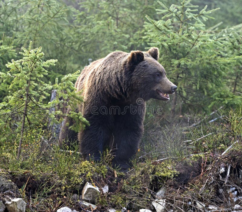 Brown bear stock photo. Image of carpathians, habitat - 39745920