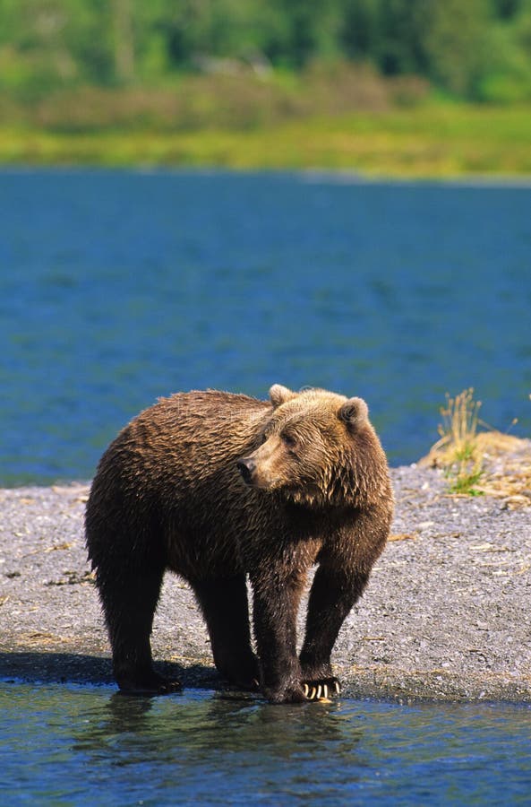 Brown Bear on Lakeshore stock image. Image of wildlife - 12325047
