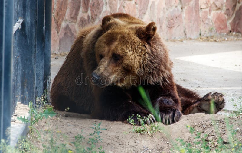 A Brown Bear is Laying Down in a Zoo Enclosure Stock Image - Image of ...