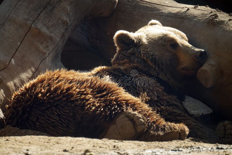 Brown bear laying, resting stock photo. Image of europe - 151538698