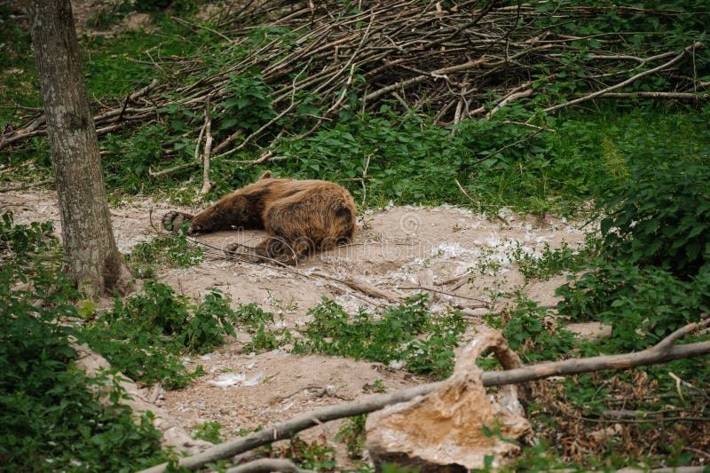 Brown Bear Lies on the Ground in the Forest Stock Photo - Image of wild ...