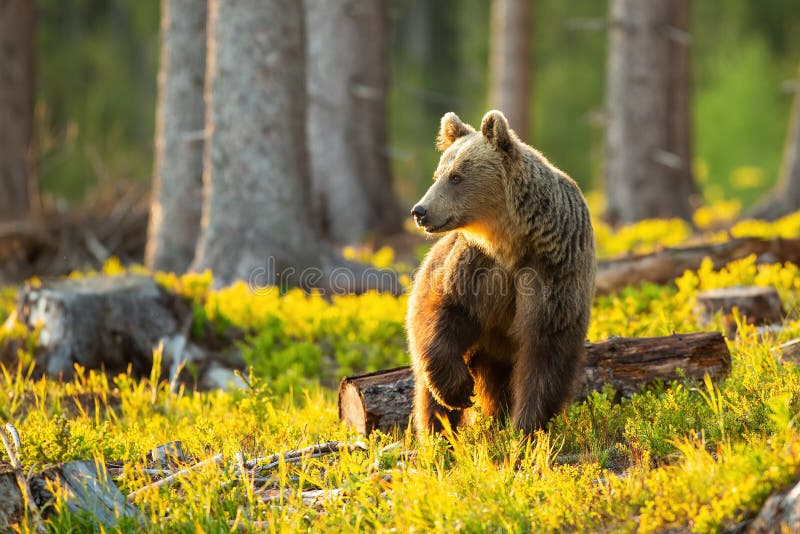 Curious Brown Bear Peeking Out from Behind a Fallen Tree in Spring ...