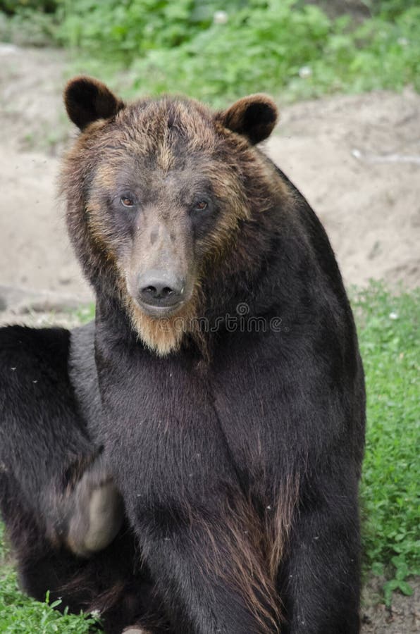 Brown Bear Looking Cute and Curious Stock Image - Image of aggression ...