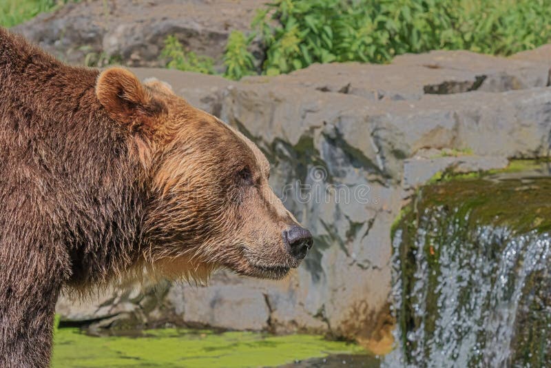 Brown Bear Looking Interested Stock Photo - Image of bear, heraldic ...