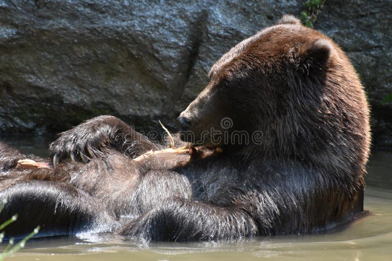 Brown Bear Floating on Its Back Holding a Branch Stock Image - Image of ...