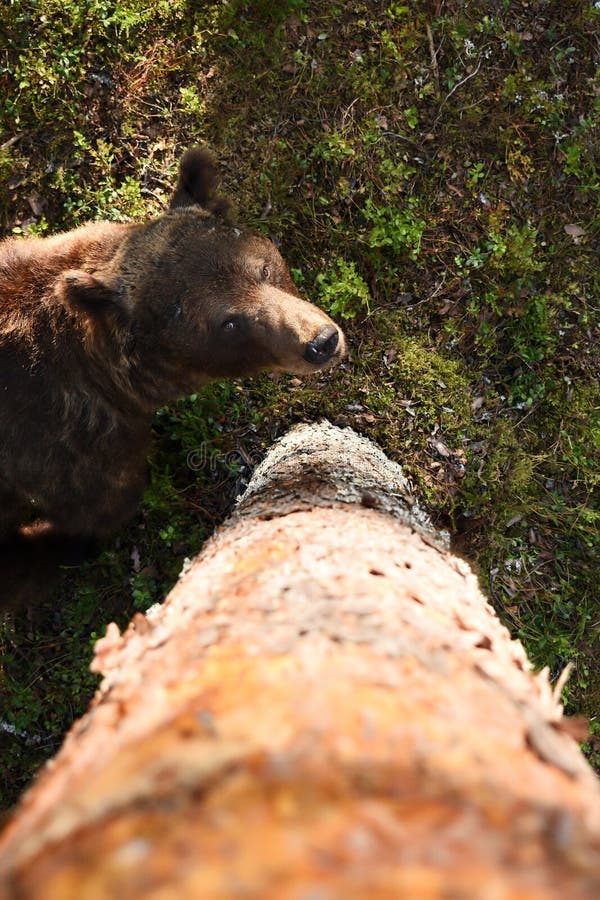 Brown Bear Looking Up in a Forest Stock Image - Image of bear, pose ...