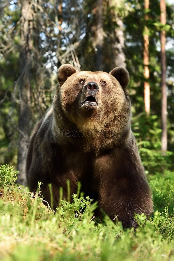 Brown Bear Looking Up in Forest at Summer Stock Photo - Image of ...