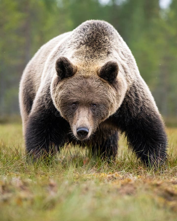 Brown Bear Looking at You, Direct Eye Contact Stock Photo - Image of colors, arctos: 350737740
