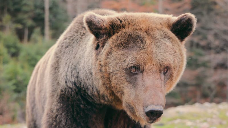 Brown Bear Looks at the Camera Close Up. Bear in the Wild. Bear Look ...