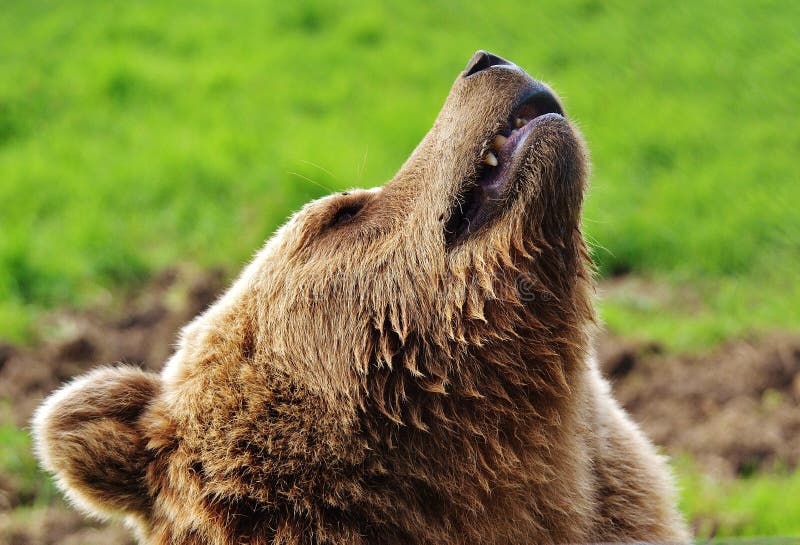 Brown Bear Lying On Green Lawn Grass Picture. Image: 109885705