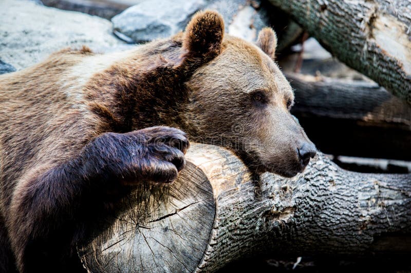 Brown Bear Resting on Log in Zoo Stock Photo - Image of large, resting ...