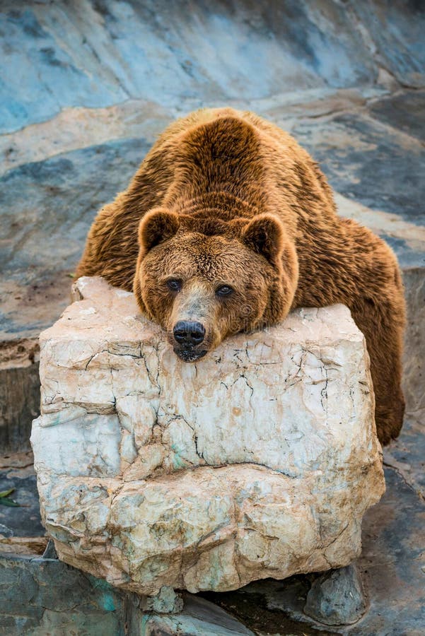Brown bear lying on a rock stock photo. Image of bear - 303456098