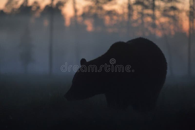 Brown Bear in the Mist at Night Stock Image - Image of grizzly, nature ...
