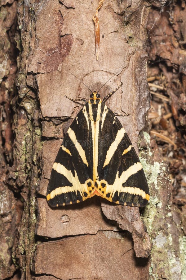 Brown Bear Moth Sits on a Tree Trunk Stock Image - Image of closeup ...
