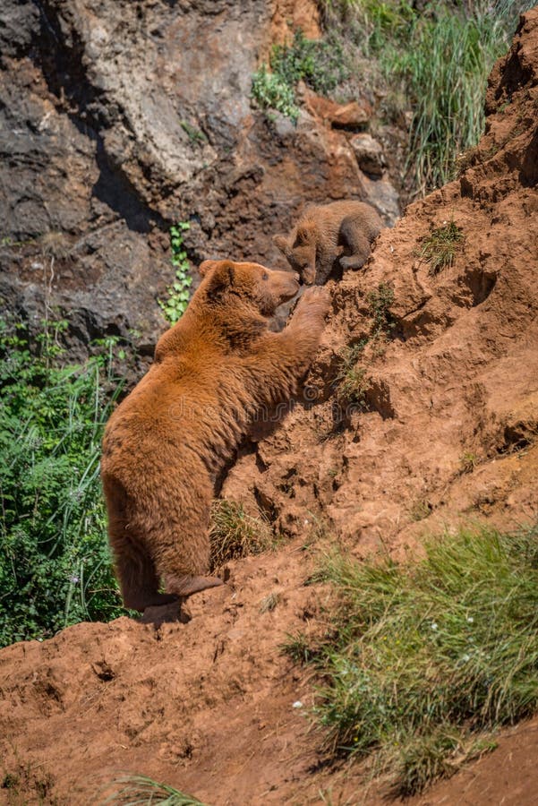 Bear Cub Reaching for the Wood Stock Image - Image of bear, little ...