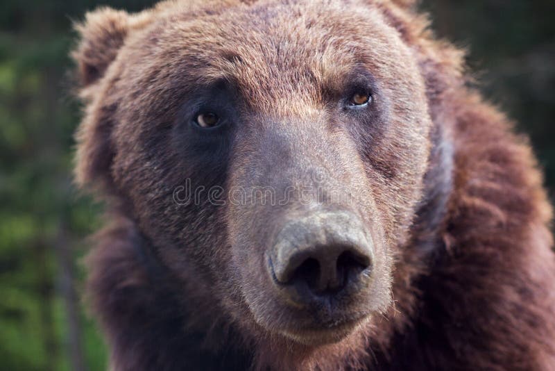 The muzzle of a brown bear stock image. Image of muzzle - 82778107