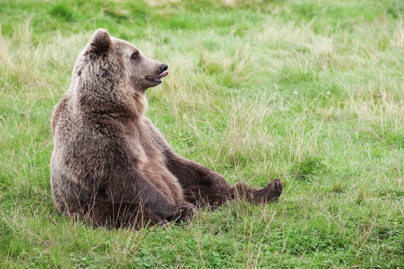Brown bear in the nature stock photo. Image of cubs - 119225004