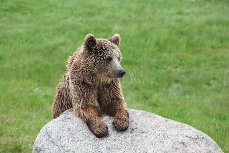 Brown bear in the nature stock photo. Image of cute - 384988698
