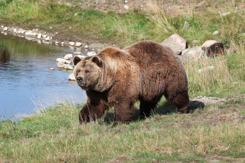Brown bear in the nature stock photo. Image of furry - 77772914