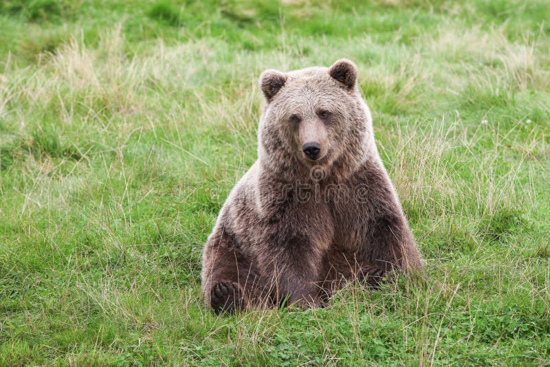 Brown bear in the nature stock photo. Image of water - 99544320
