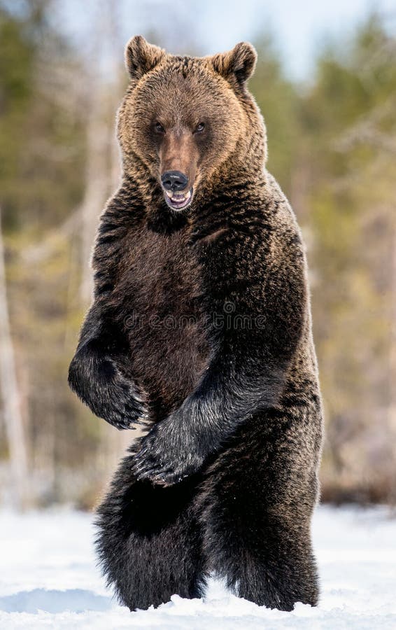 Brown Bear Standing on His Hind Legs Stock Image - Image of omnivorous ... Brown Bear Standing on His Hind Legs Stock Image - Image of omnivorous ...