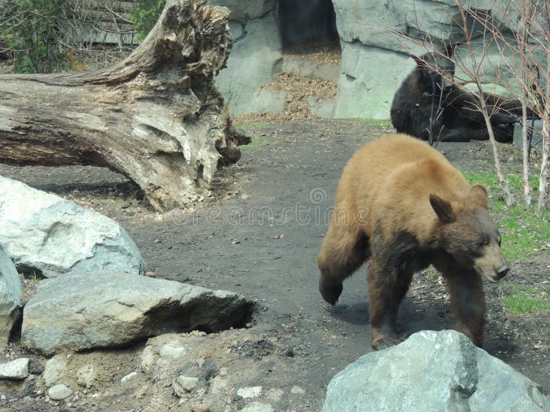 Brown bear out for a walk stock photo. Image of bear - 50723108