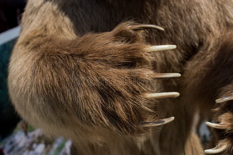 Brown Bear Paw with Sharp Claws Stock Photo - Image of paws, foot: 97208428