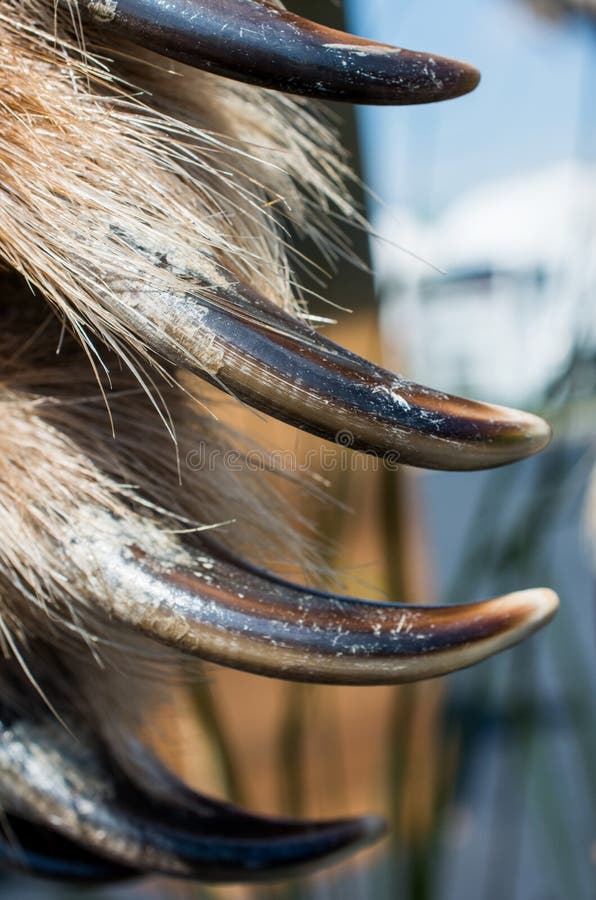 Brown Bear Paw with Sharp Claws Stock Image - Image of wild, hair ...