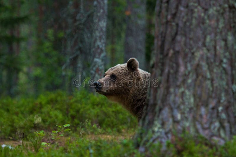 Brown Bear Peeking Behind The Tree Stock Image Image Of Bogland Cute