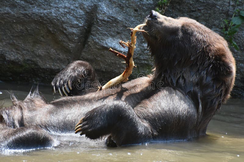 Brown Bear Floating on Its Back Holding a Branch Stock Image - Image of ...
