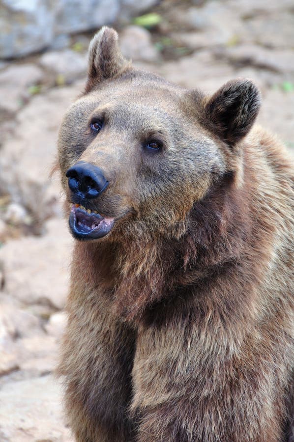 Brown bear portrait. stock image. Image of fauna, animal - 21635641 Brown bear portrait. stock image. Image of fauna, animal - 21635641