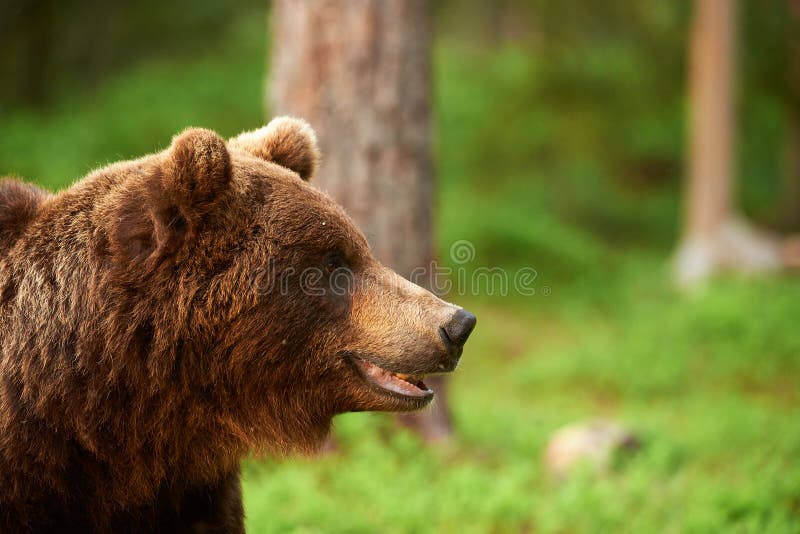 Brown bear portrait stock photo. Image of wildlife, european - 68223954