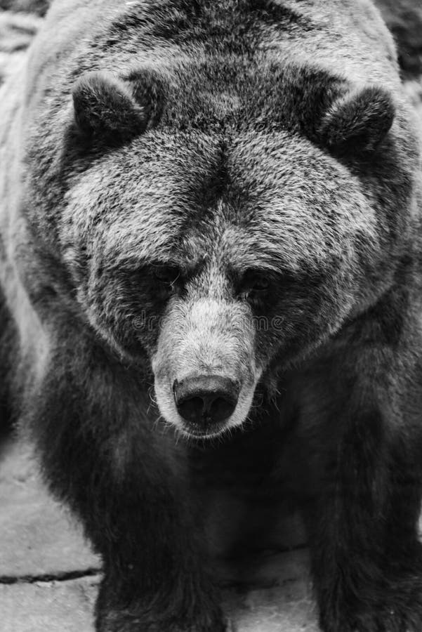 Brown Bear Portrait Black and White Stock Image - Image of portrait ...