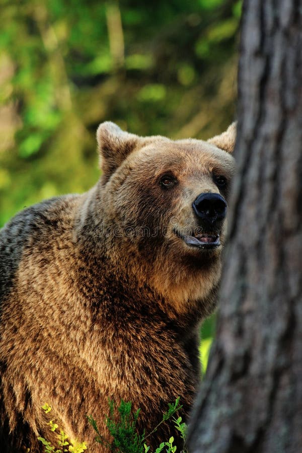 Brown bear portrait stock image. Image of nature, taiga - 31656151