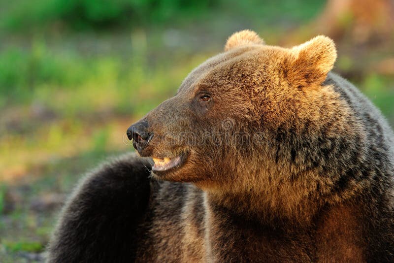 Brown bear portrait stock image. Image of arctos, summertime - 35203193