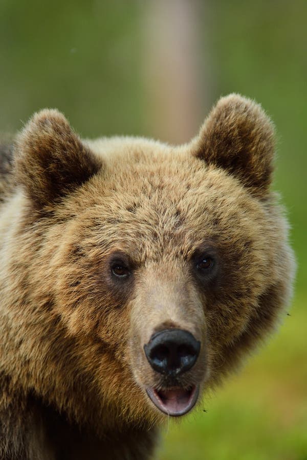 Brown bear portrait stock photo. Image of wild, animal - 43929984 Brown bear portrait stock photo. Image of wild, animal - 43929984