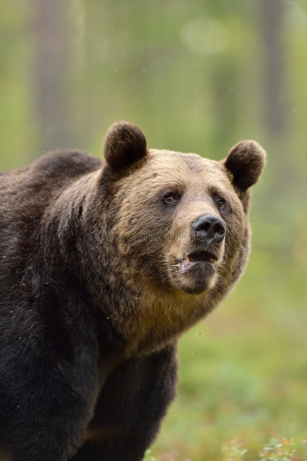 Brown bear portrait stock photo. Image of animal, summer - 44628262