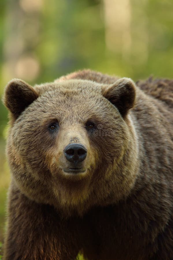 Brown bear portrait stock image. Image of arctos, summer - 45370451 Brown bear portrait stock image. Image of arctos, summer - 45370451