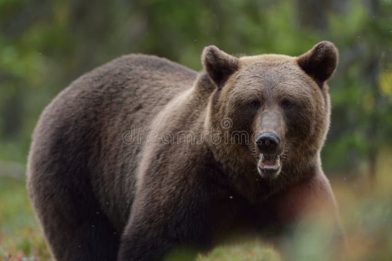 Brown bear portrait stock photo. Image of portrait, wild - 46721658