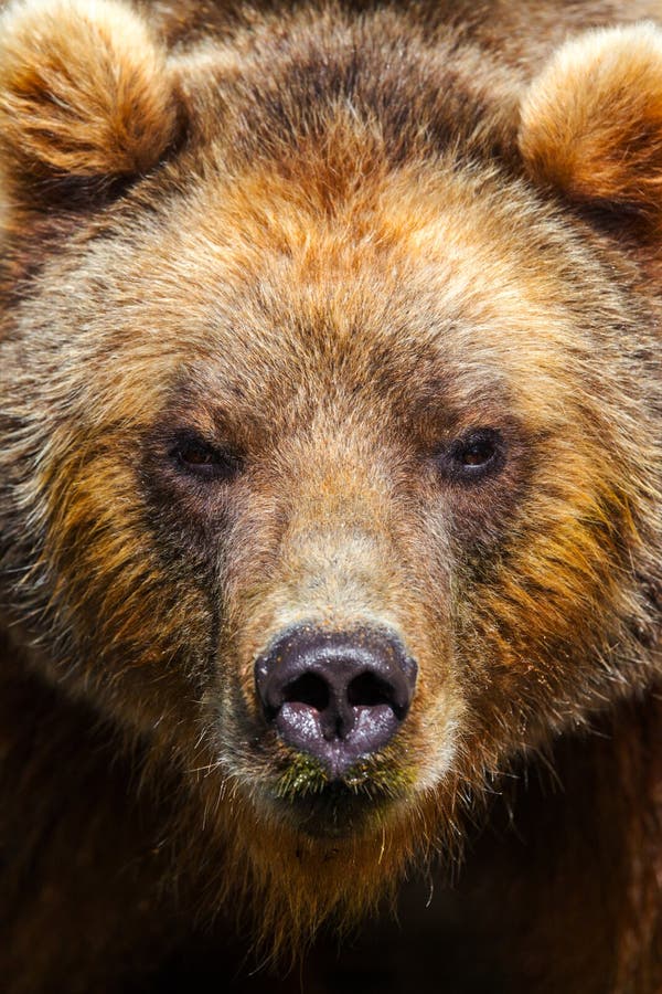 Brown bear portrait stock image. Image of power, animal - 68357747