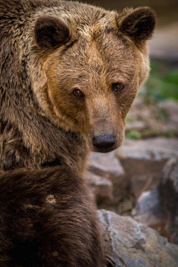 Brown Bear Portrait in Nature Stock Image - Image of outdoors, wildlife: 256445033